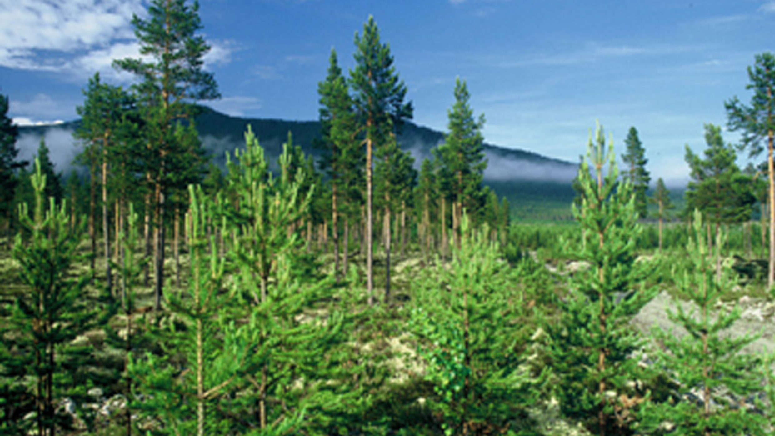 Lettiske statsskove får FSC-certificering suspenderet | Forest Stewardship Council