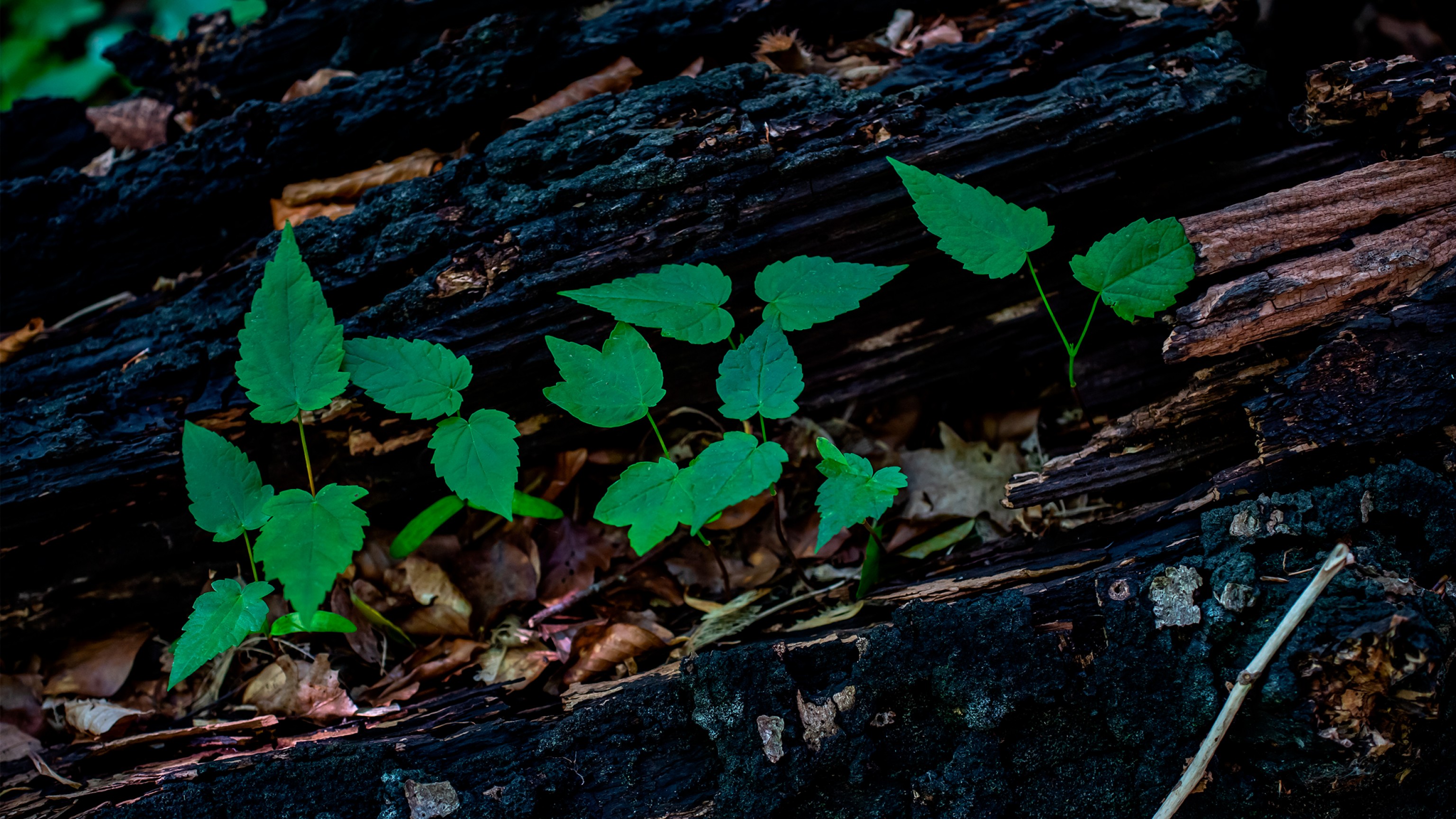 FSC lancerer ny global strategi for 2021-2026 | Forest Stewardship Council